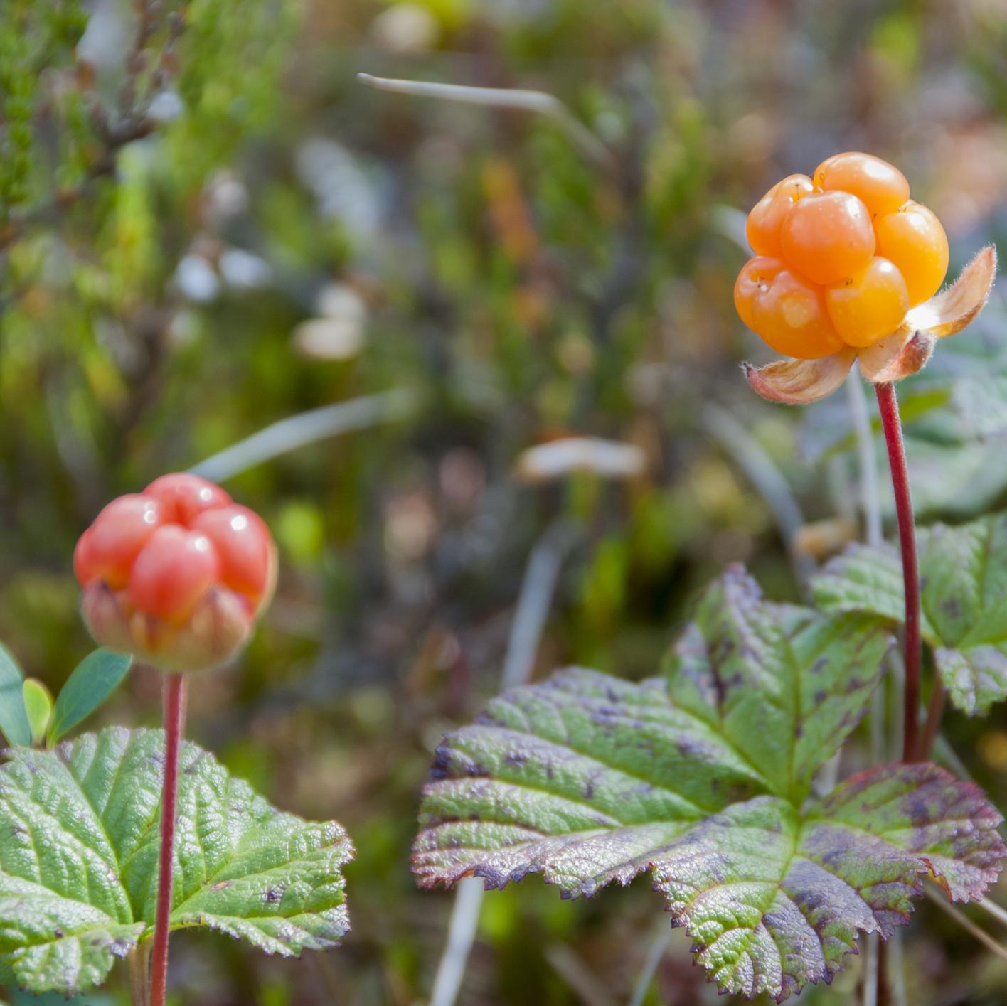 Unlocking the Potent Power of Cloudberry: 7 Reasons Why Mature Skin Cr ...