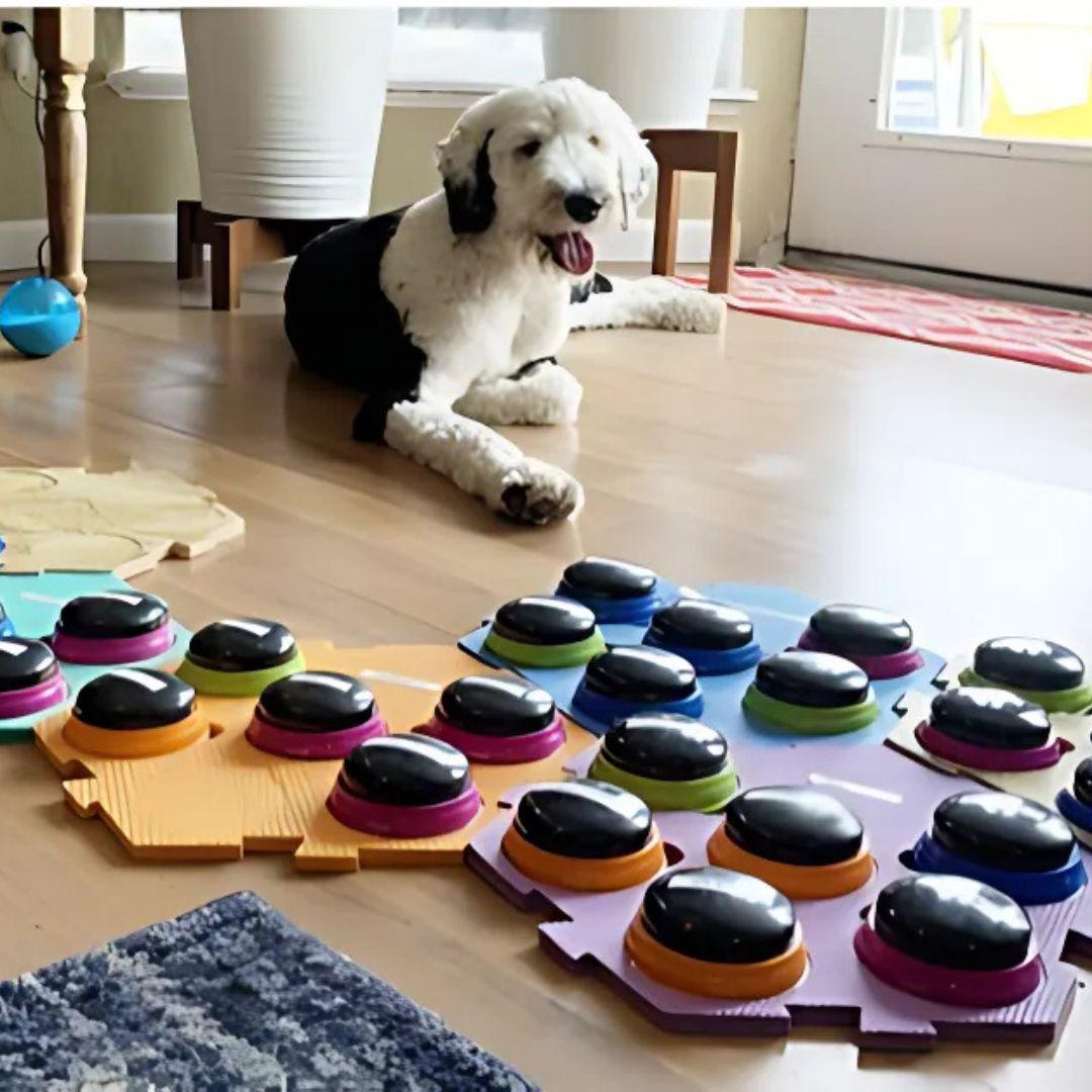 How to Teach Your Dog to Use Talking Buttons to Speak and Communicate ...