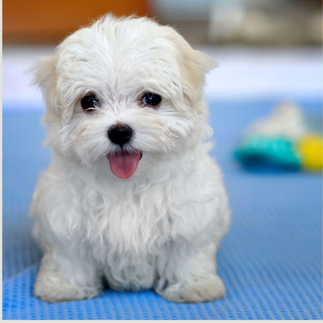 Small White Dog Breeds: Our Top Picks | Potty Buddy - Potty Buddy™