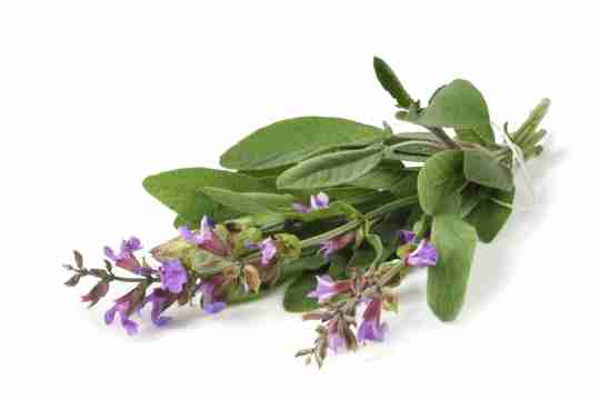 Sage - All The Amazing Things You Can Do With This Superherb — Aussie ...