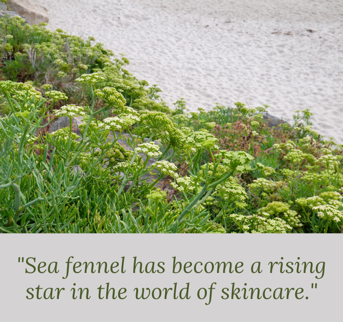 The Sea Fennel Skincare Secret