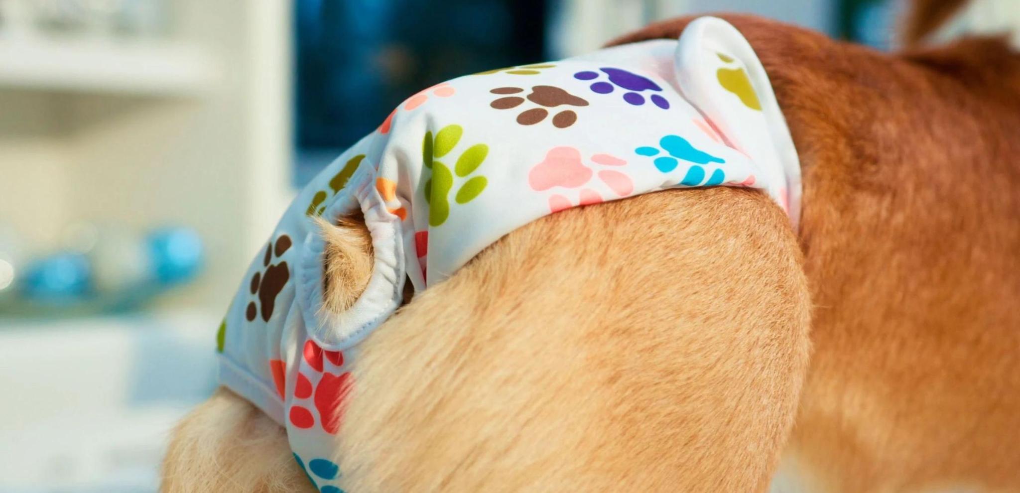 How to Choose the Best Dog Diapers - The Complete Guide - Potty Buddy™