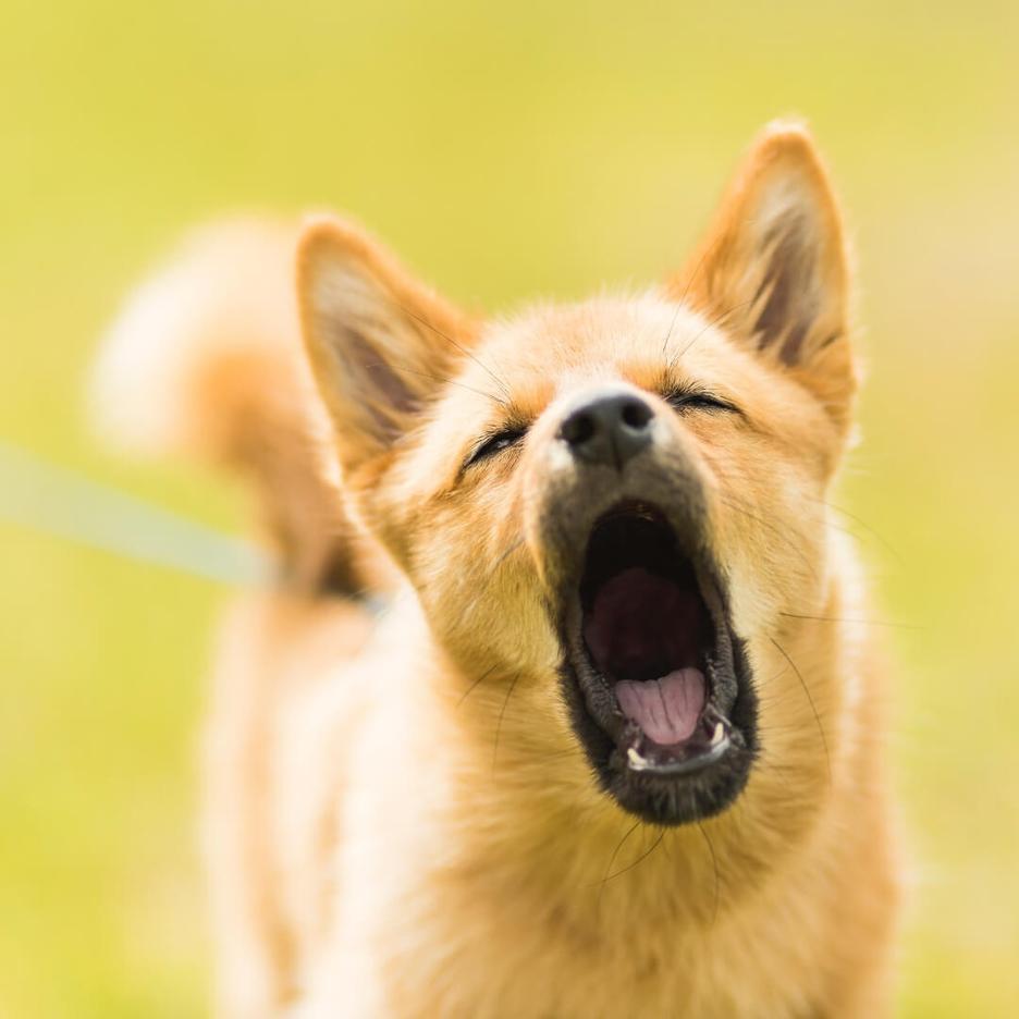 9 Reasons Why Your Dog Is Barking - TrueHarness™
