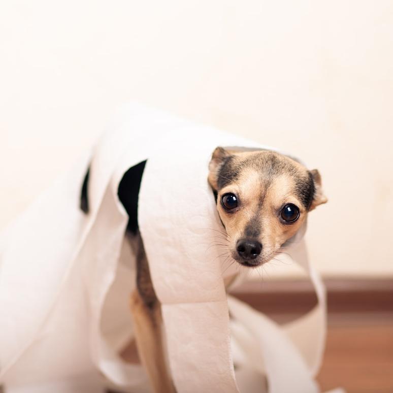 Dog Incontinence 101 - Common Causes and Treatment - Potty Buddy™