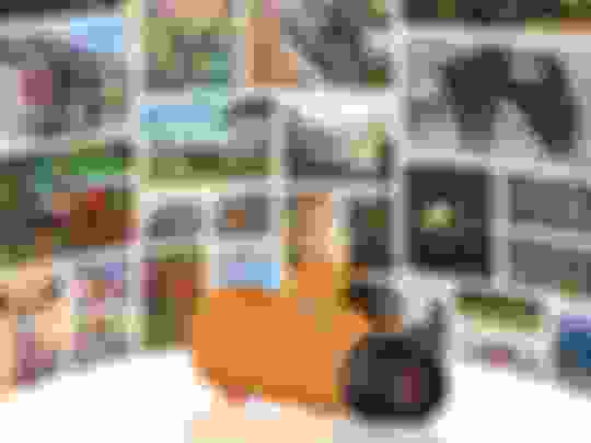 PYTHON-Explorer-10x42 - PYTHON OPTIC