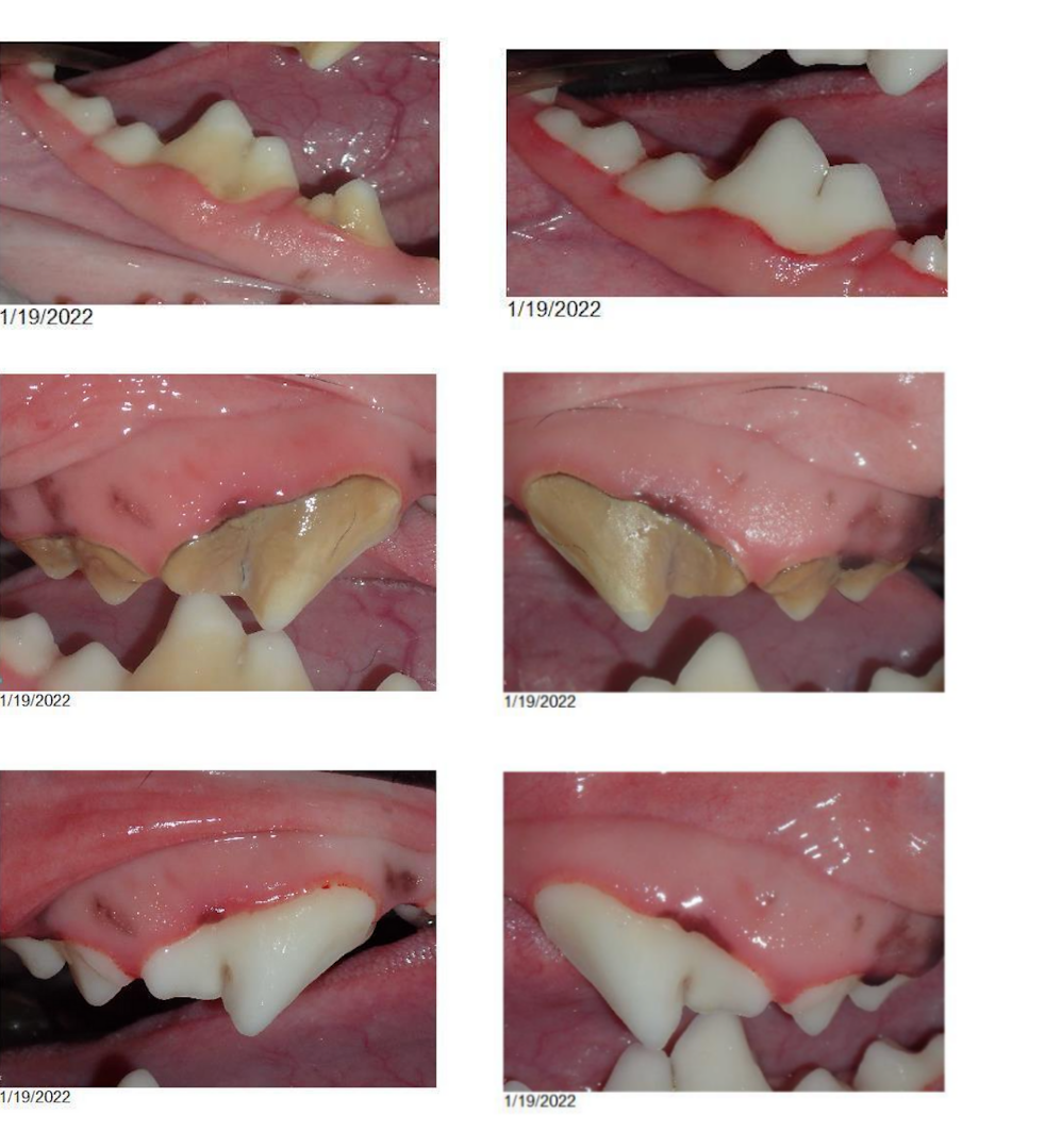 9 Facts You Need To Know About Canine Dental Health – 4Knines®