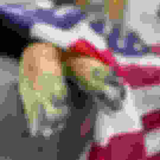 Donate to Project K-9 Hero