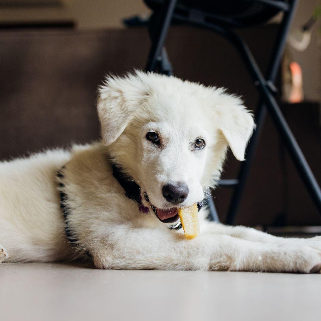 How To Train Your Dog To Stay Home Alone | Potty Buddy - Potty Buddy™