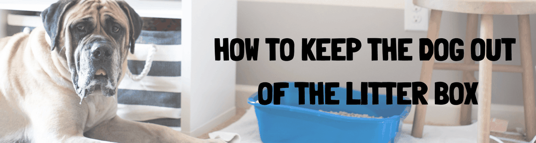 How to Keep the Dog Out of the Litter Box Guide – Door Buddy
