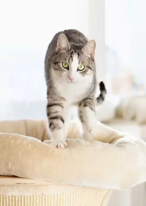 Cat Behavior And What It Means – Door Buddy