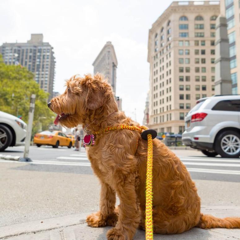 Dogs In The City - Top Tips For Urban Living With A Dog