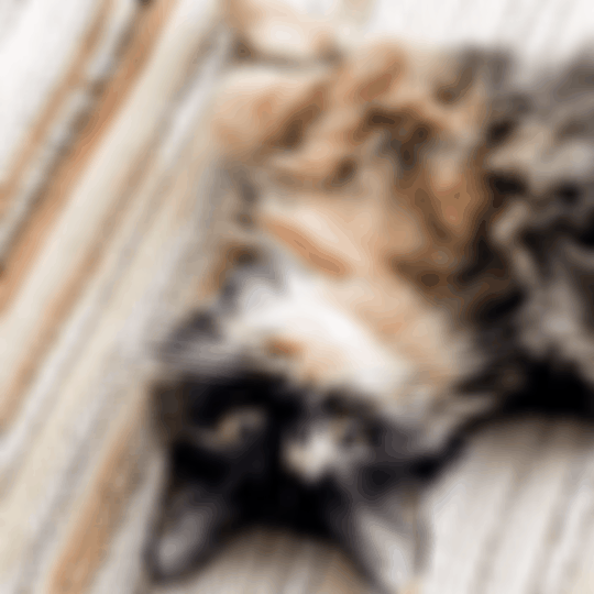 5 Strange Cat Behaviors Explained – Door Buddy