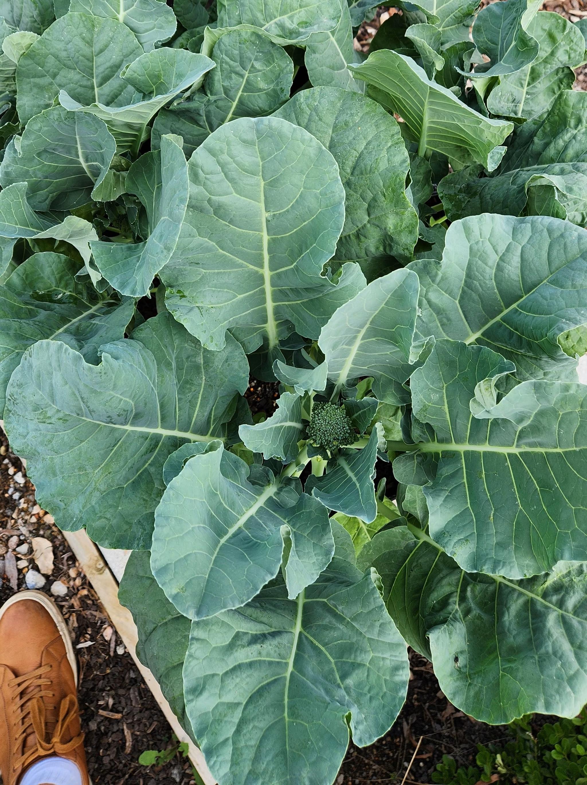 The Perfect Harvest: What are our Farmers using? — Aussie Gardener