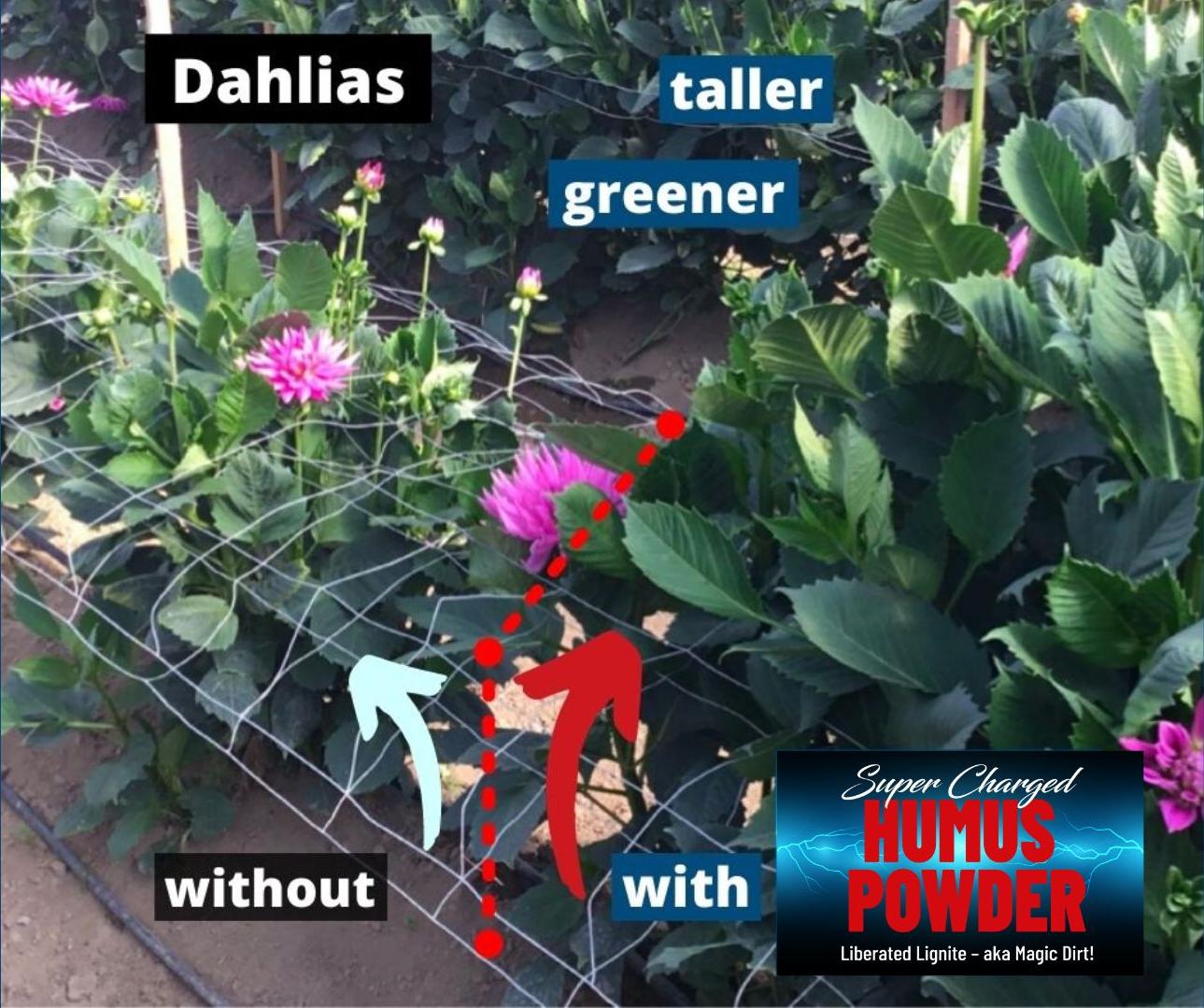 Premium Humus Powder for Enhanced Soil Fertility | NGI institute ...