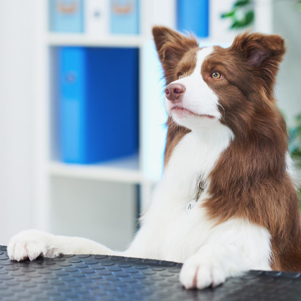 Cystitis in Dogs: Symptoms, Causes, Diagnosis & Effective Treatment ...