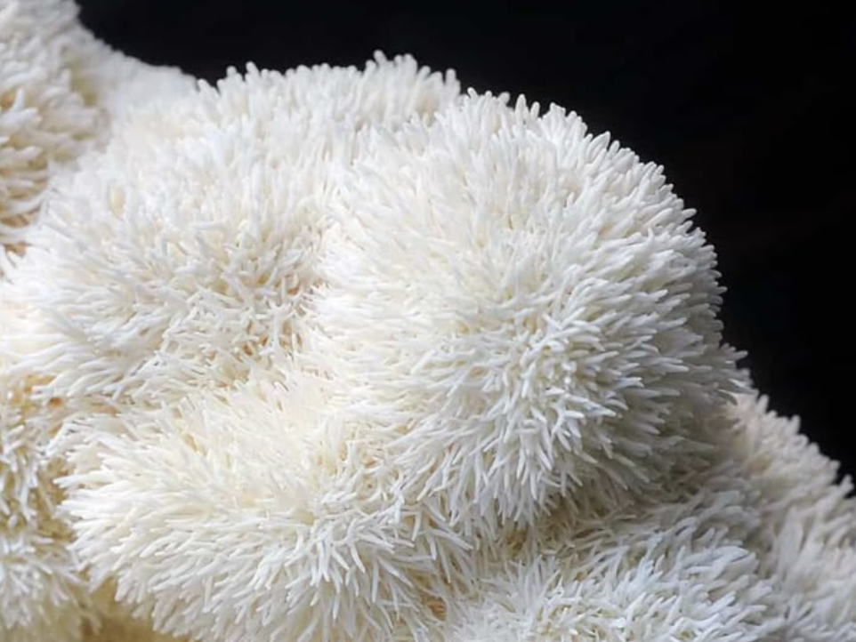 Possible Lion's Mane Side Effects