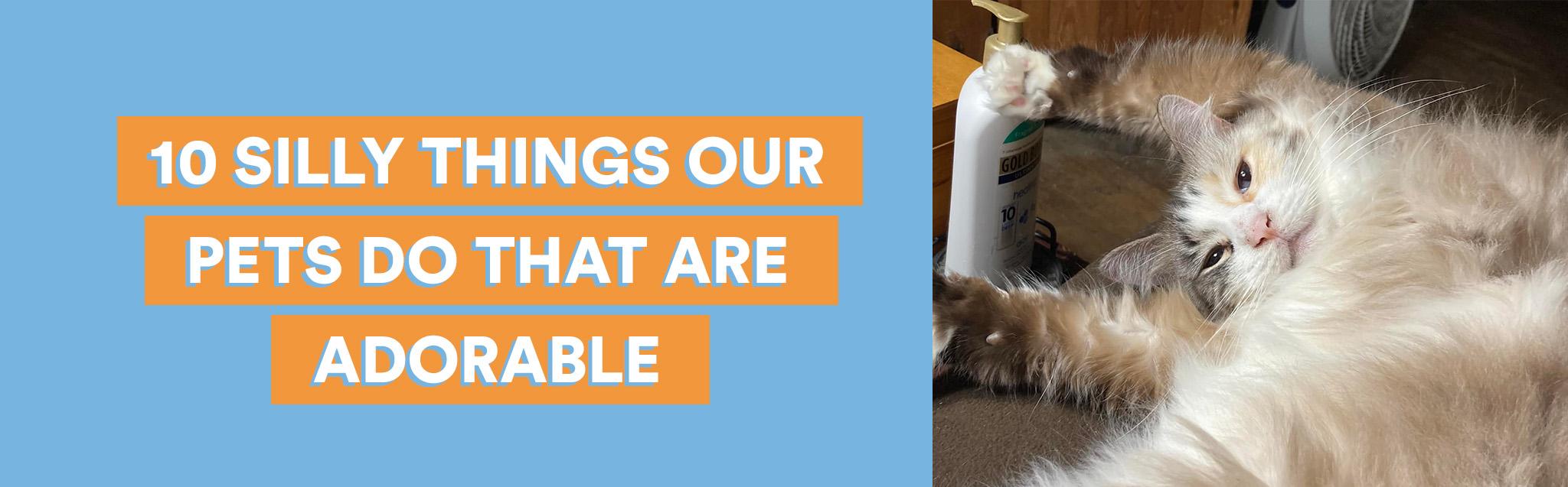 10 Silly Things Our Pets Do That Are Adorable - FurryFreshness Premium ...