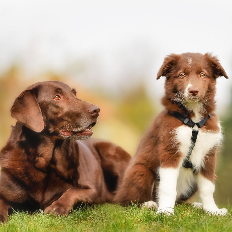 An Introduction to Stud Dogs - Potty Buddy™