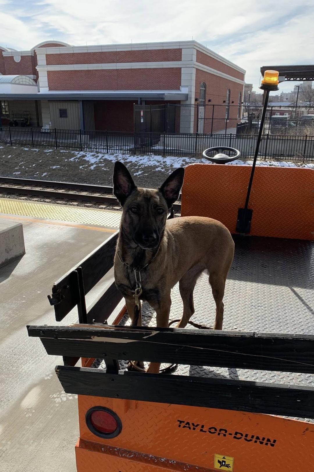 Welcome K-9 Pistol #370 – Project K-9 Hero
