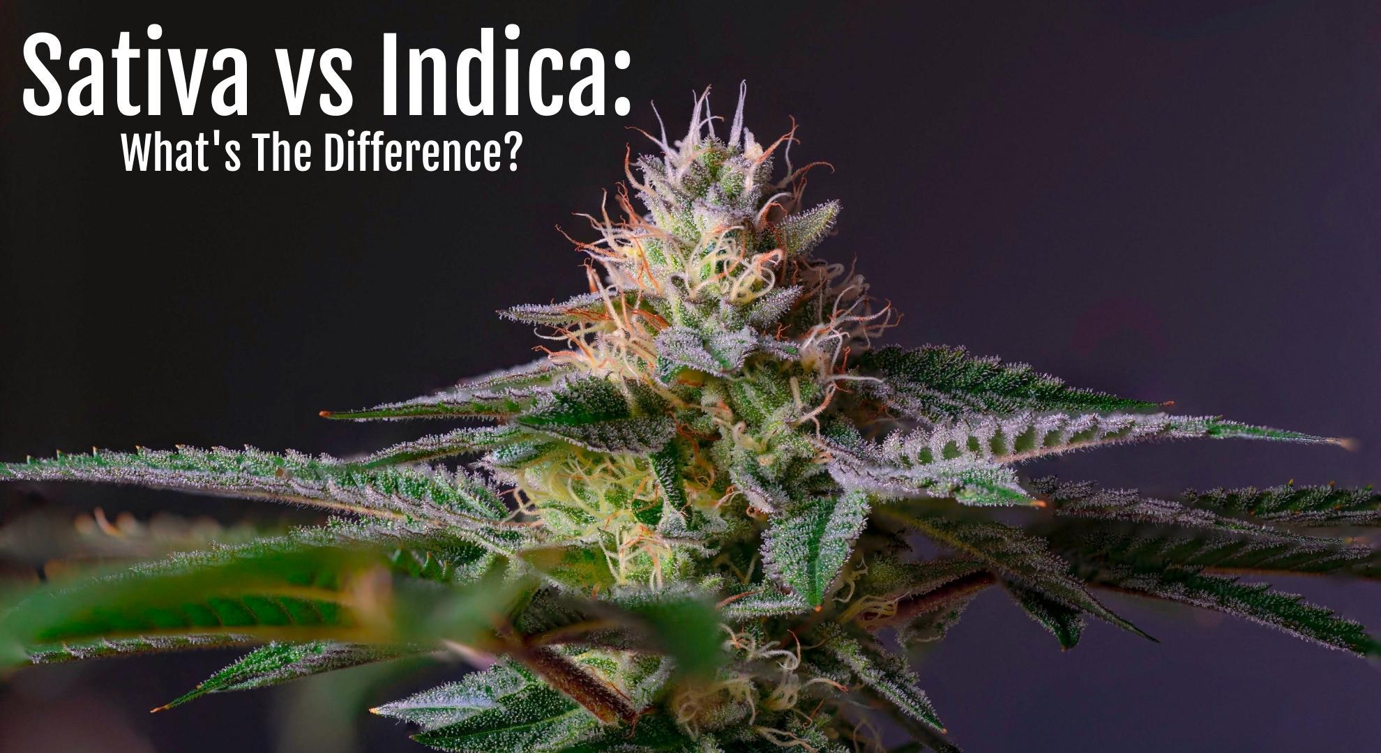Sativa vs. Indica: What's The Difference?