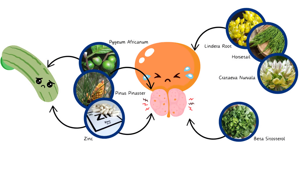 Prostate + Flow – Dr. Rachael Institute