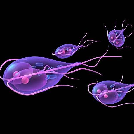 Giardia Dog Poop Picture – CanineP4.com
