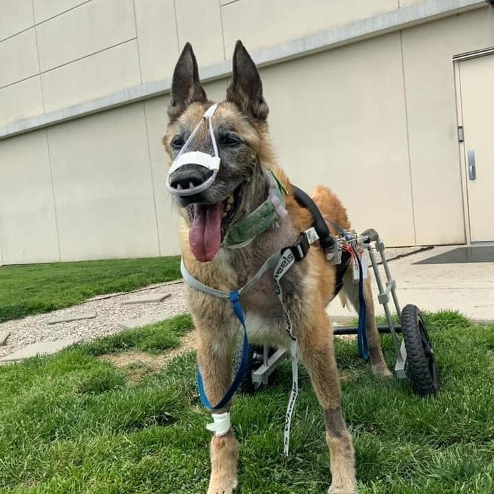 Get Involved with Project K-9 Hero
