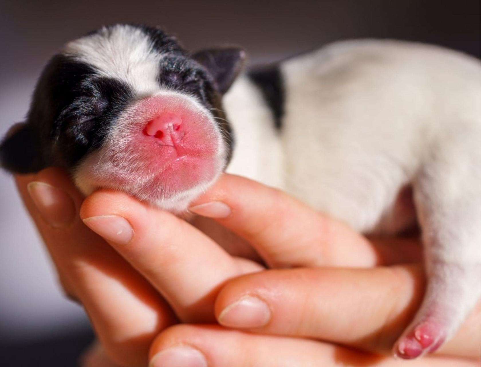 Whelping 101: The Dos and Don'ts - Potty Buddy™