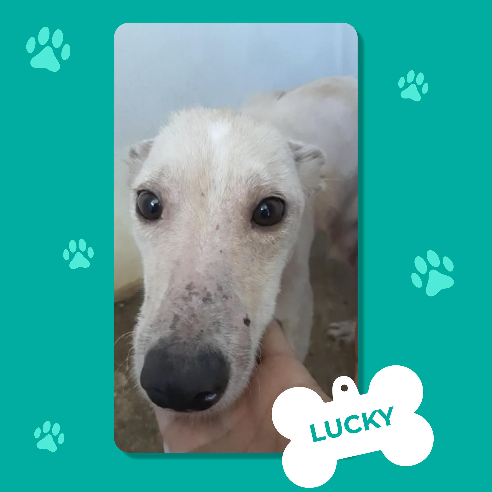 Ti presento Lucky, il cane adottato dalla nostra Community – Luce Beauty