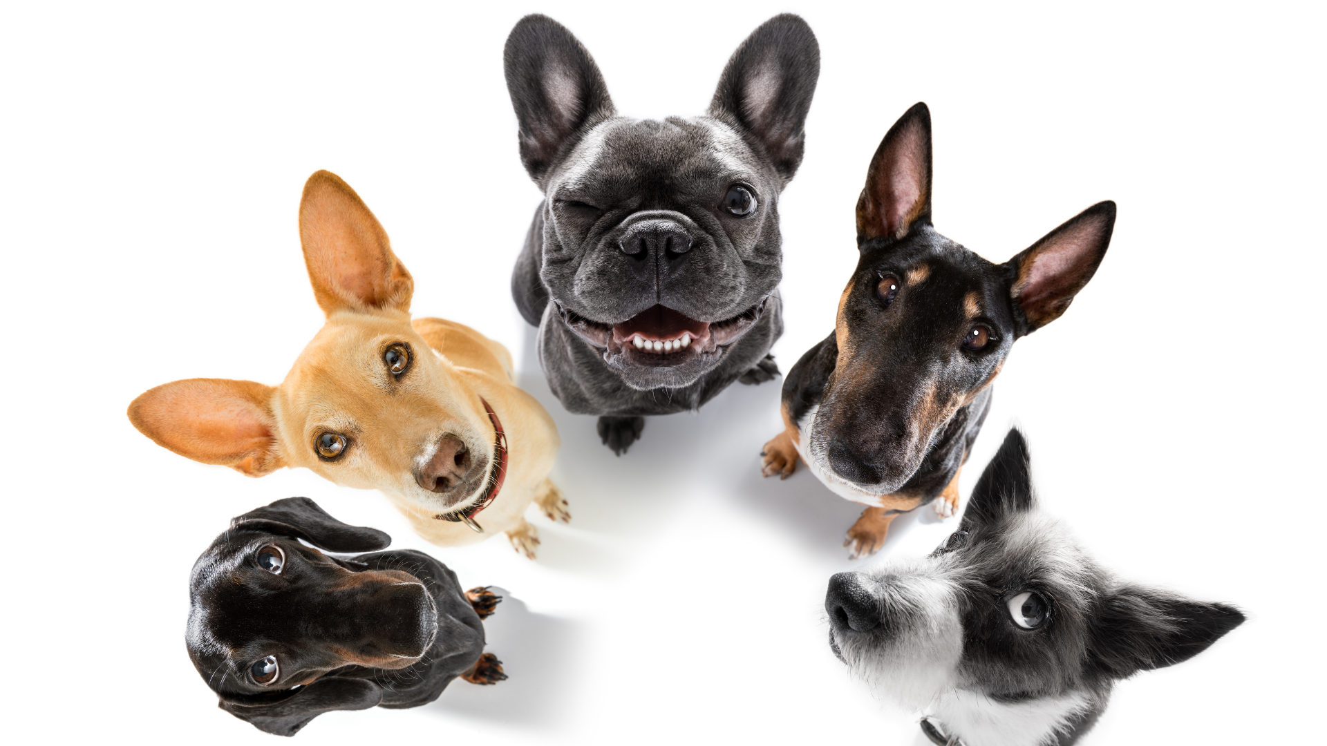 Dealing with Stress in Dogs - Symptoms, Signs, and Treatment ...