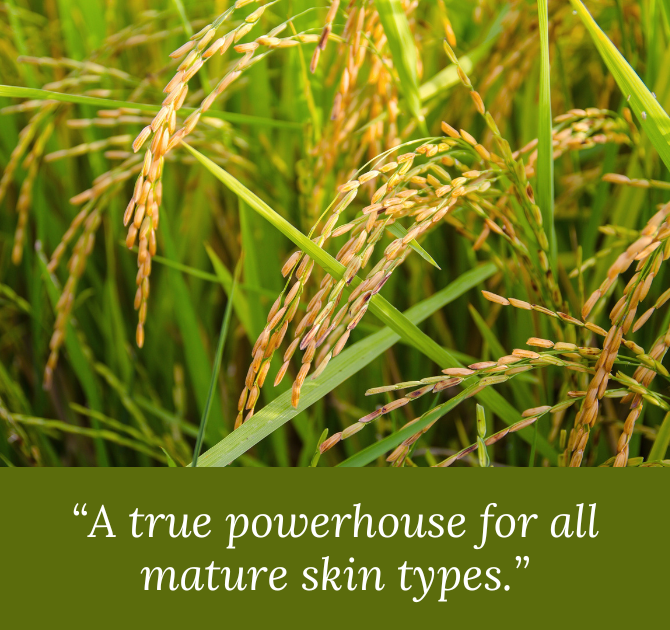 Rice Starch: A Hidden Gem in Skincare Ingredients