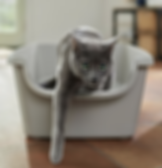 Best Cat Litter Box For Your Home – Door Buddy