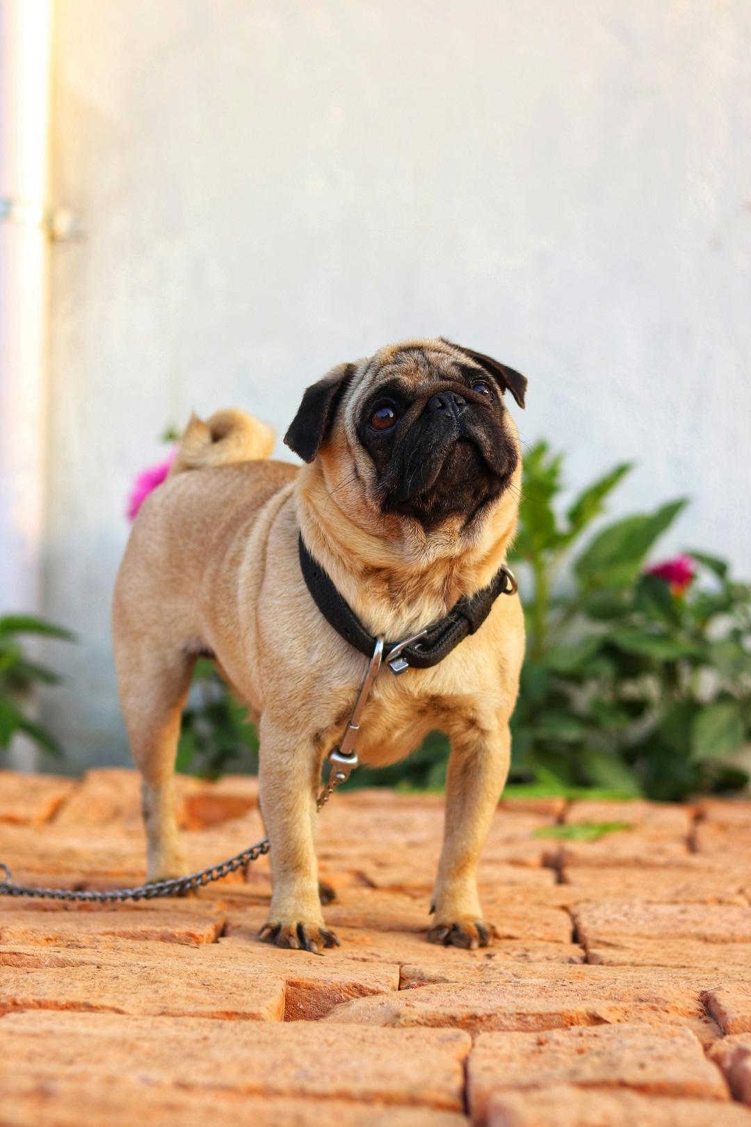250+ Best Pug Names: Cute, Funny, Unique Ideas for Male & Female Pugs ...