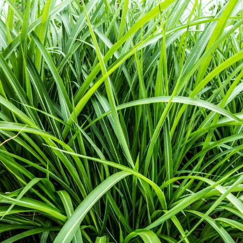 VETIVER ESSENTIAL OIL – Moon Haven