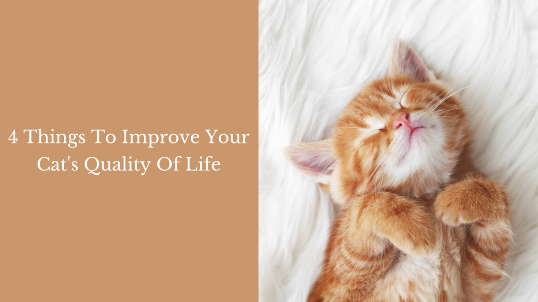 4 Things To Improve Your Cat's Quality Of Life – Cat Snacks
