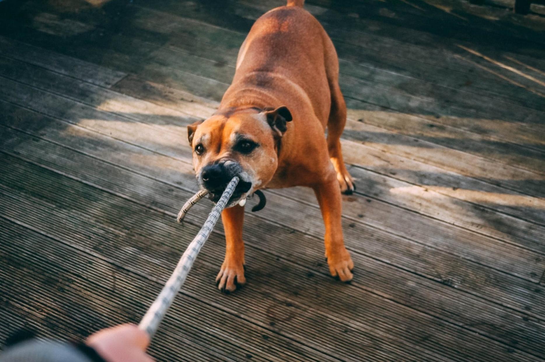 The Dos & Don'ts of Managing Bad Dog Behaviour - Potty Buddy™