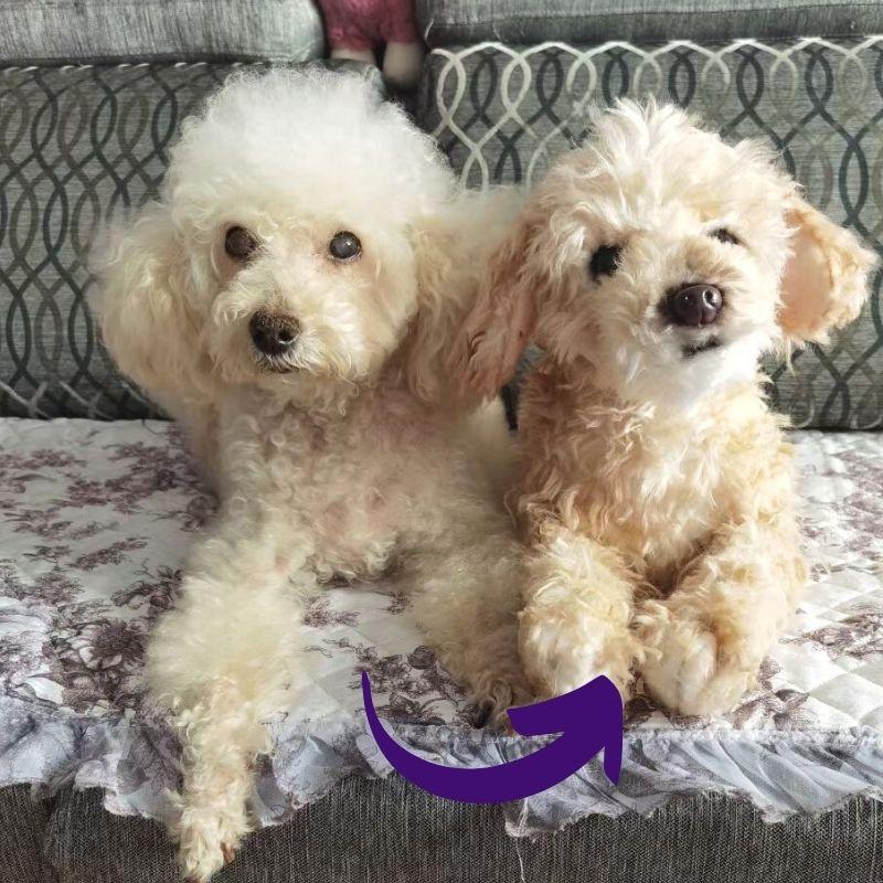 Custom Stuffed Animal of Your Pet | Handmade Plush From Photos