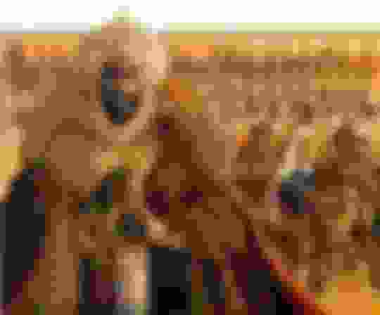 Abubakari II | STEAMing Up Learning