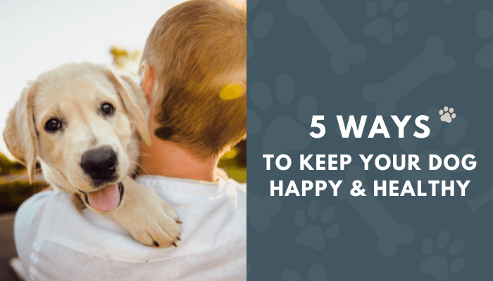 5 ways to ensure your dog lives a long and happy life - TrueHarness™