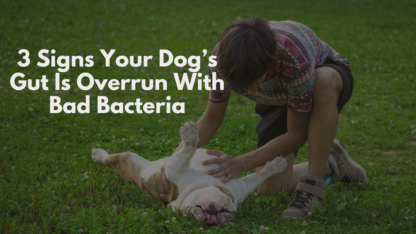 3 Signs Your Dog’s Gut Is Overrun With Bad Bacteria – Healthy Pet Parents