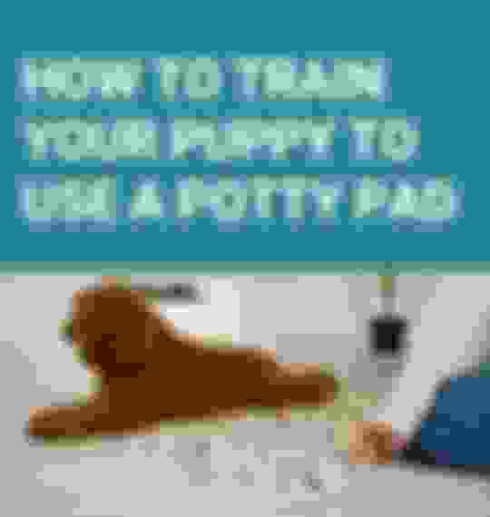 How to Train Your Puppy to Use a Potty Pad - Potty Buddy™