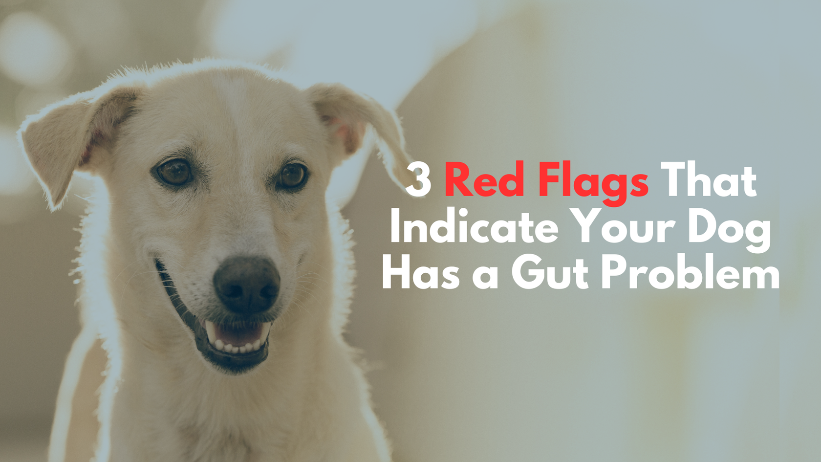 3 Red Flags That Indicate Your Dog Has a Gut Problem – Healthy Pet Parents