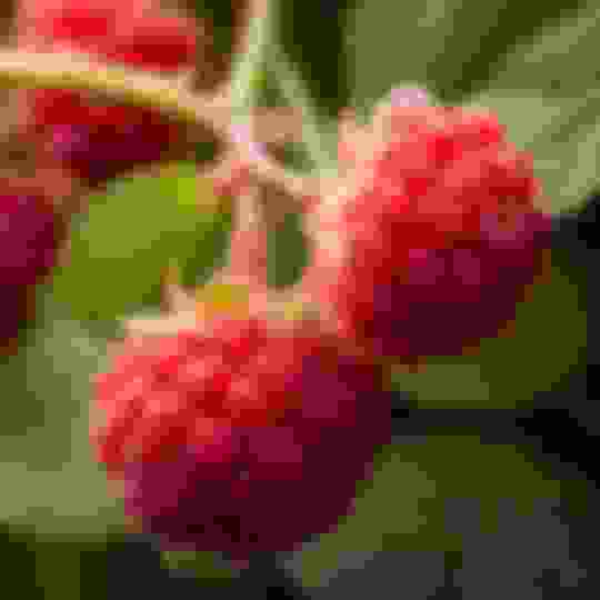 Red Raspberry Seed Oil - Natural Oils for Daily Skincare