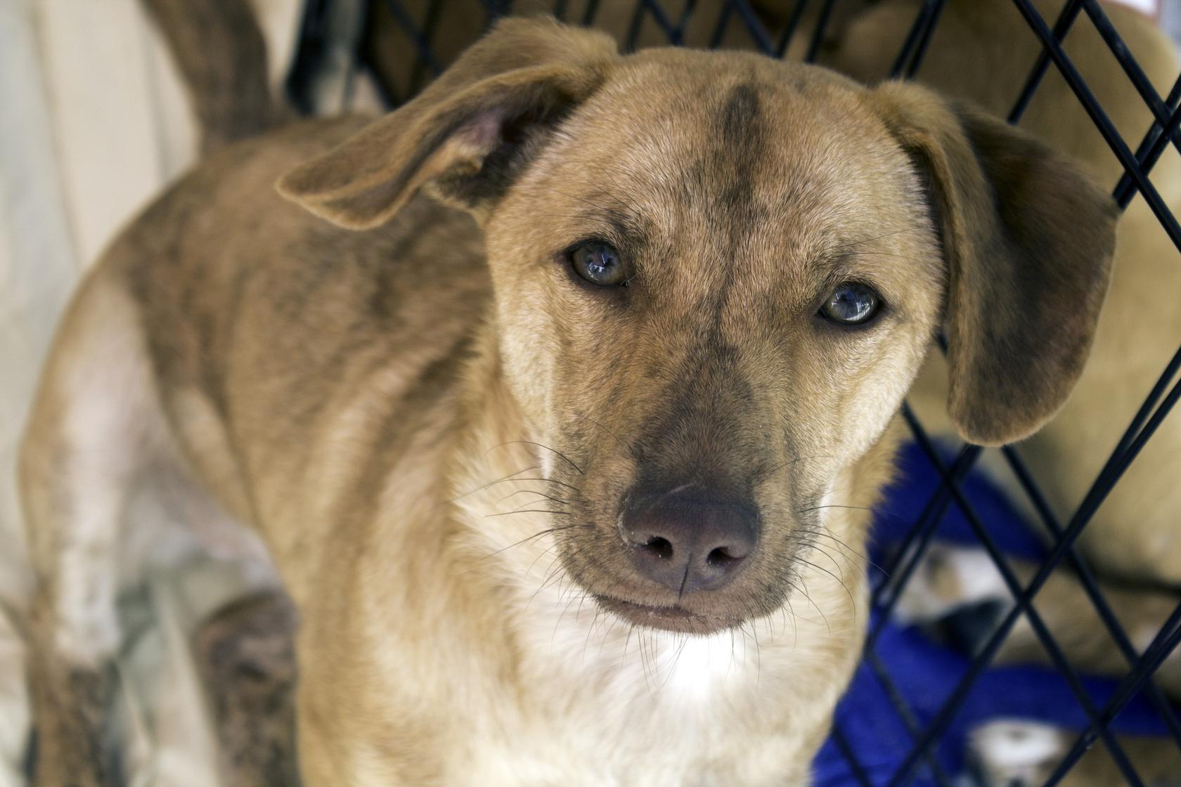 Adopting a Dog - PetDreamland