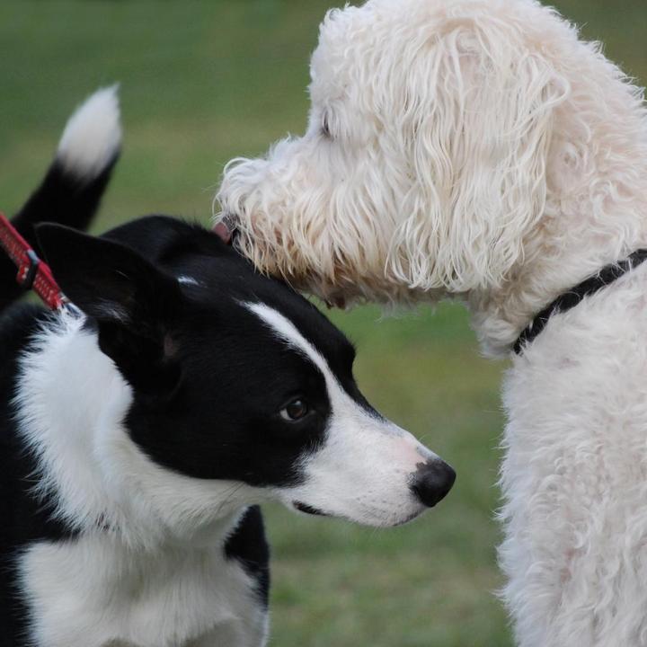 Dog Breeding for Beginners - Potty Buddy™