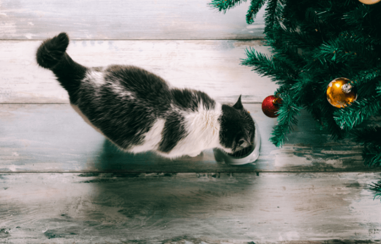 Christmas Treats for Dogs and Cats – Door Buddy