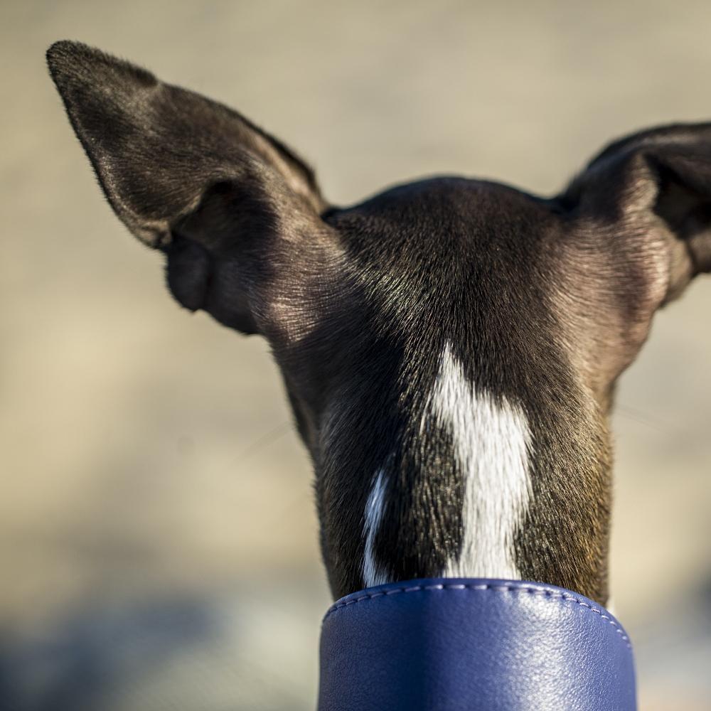 How to Take a Dog's Temperature & What’s Normal - Potty Buddy™