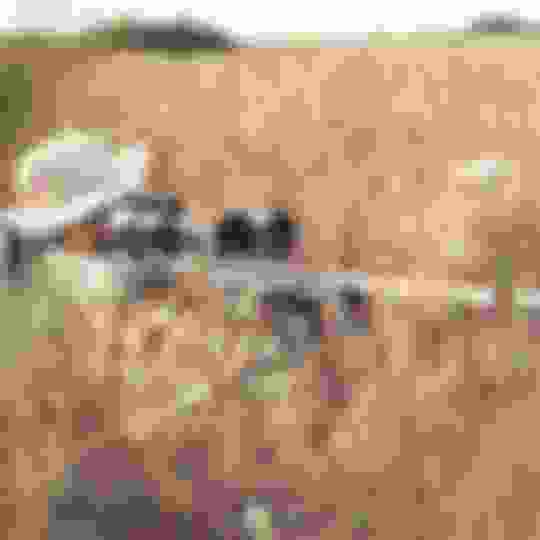 PYTHON-Explorer-10x42 – PYTHON OPTIC