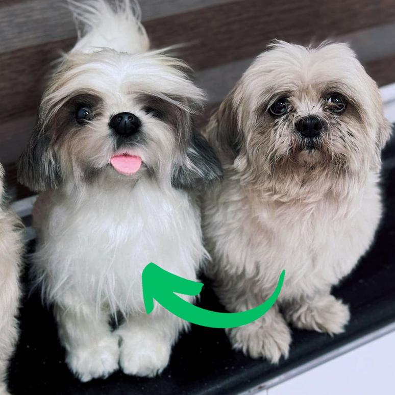 Custom Stuffed Animal of Your Pet | Handmade Plush From Photos