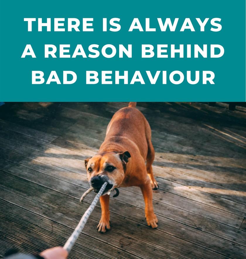 The Dos & Don'ts of Managing Bad Dog Behaviour - Potty Buddy™